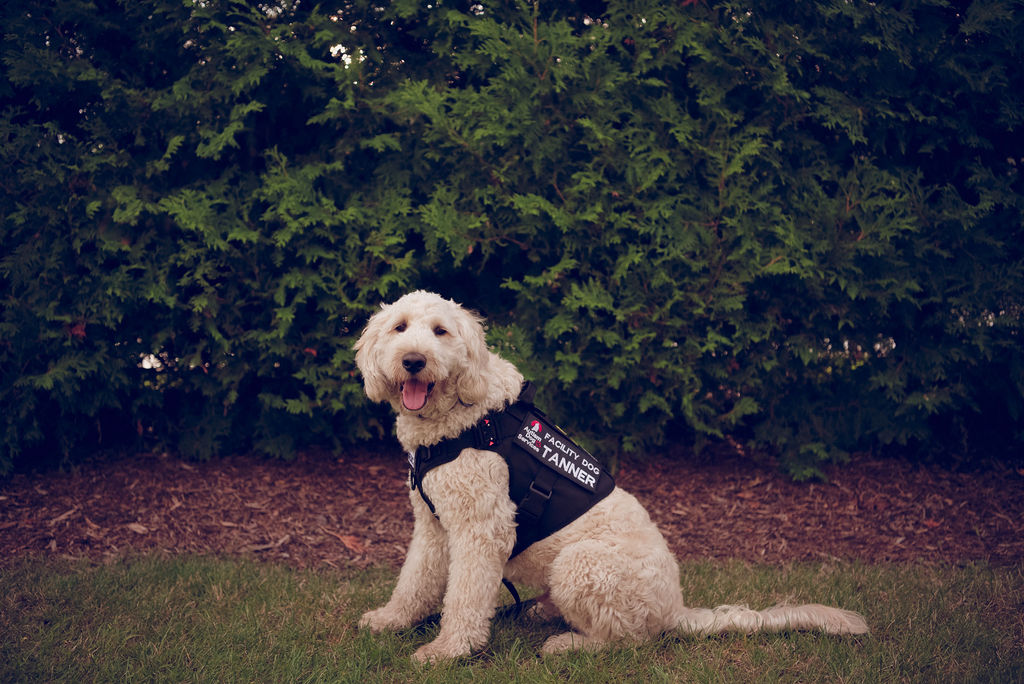 About - Autism Dog Services